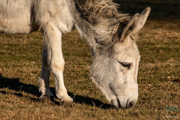 Pferde, Esel, Maultiere Bilder & Fotos - Fotografien