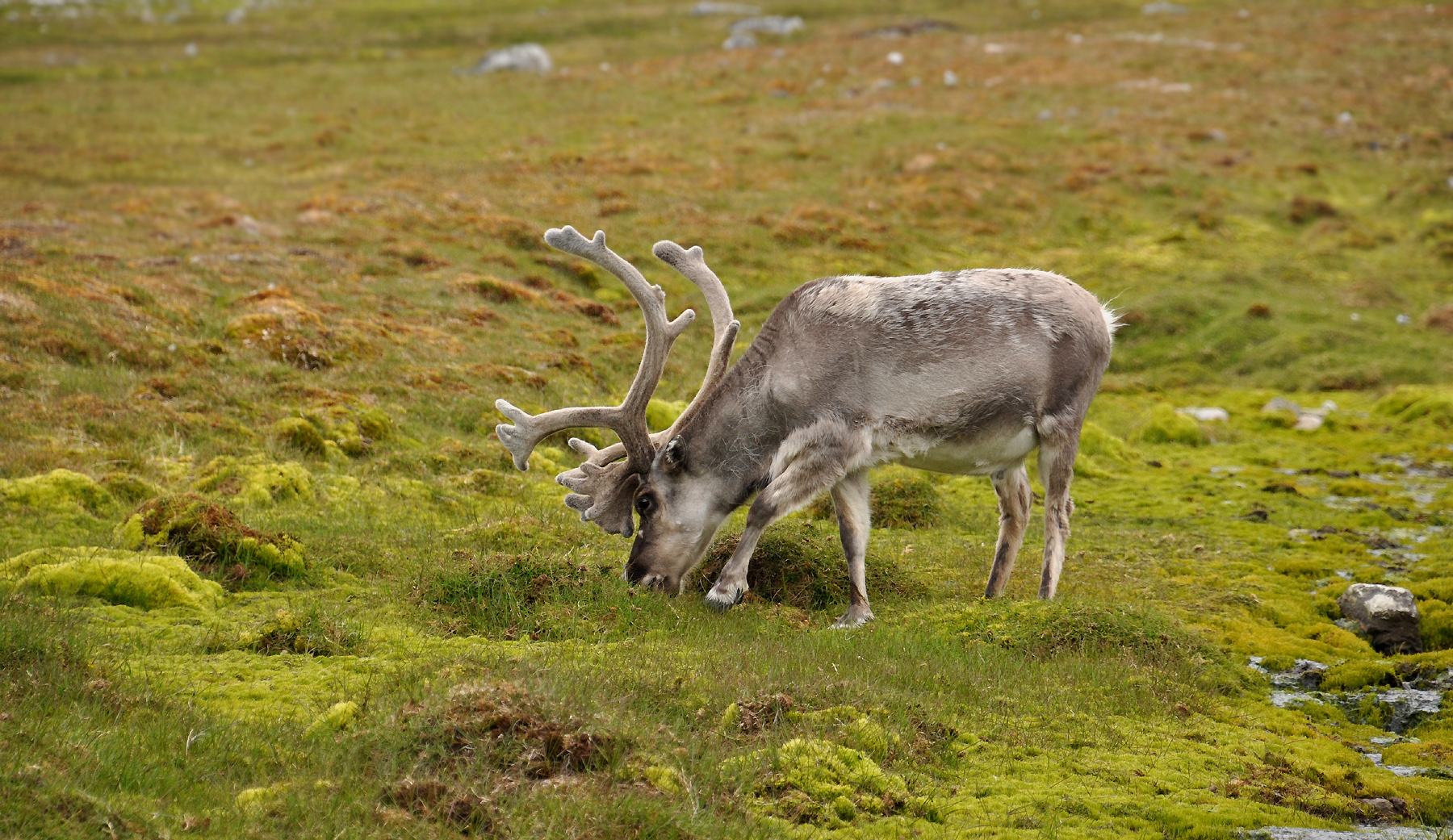 Frühstücken auf rentierisch Foto & Bild | world, natur, tiere Bilder ...