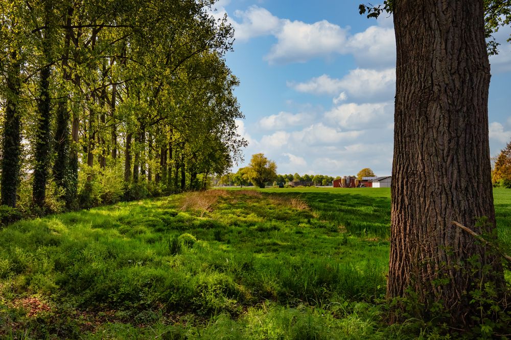 Fru?hling hinter der Eiche Foto & Bild | landschaft, jahreszeiten, frühling Bilder auf fotocommunity