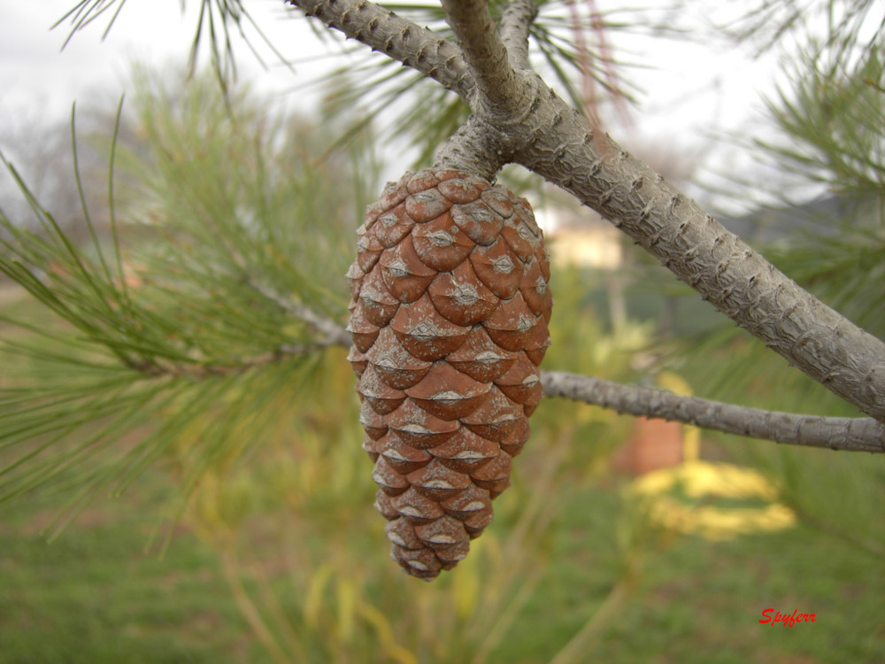 FRUTO DEL PINO-LA PIÑA Imagen & Foto | frutos y semillas, plantas ...