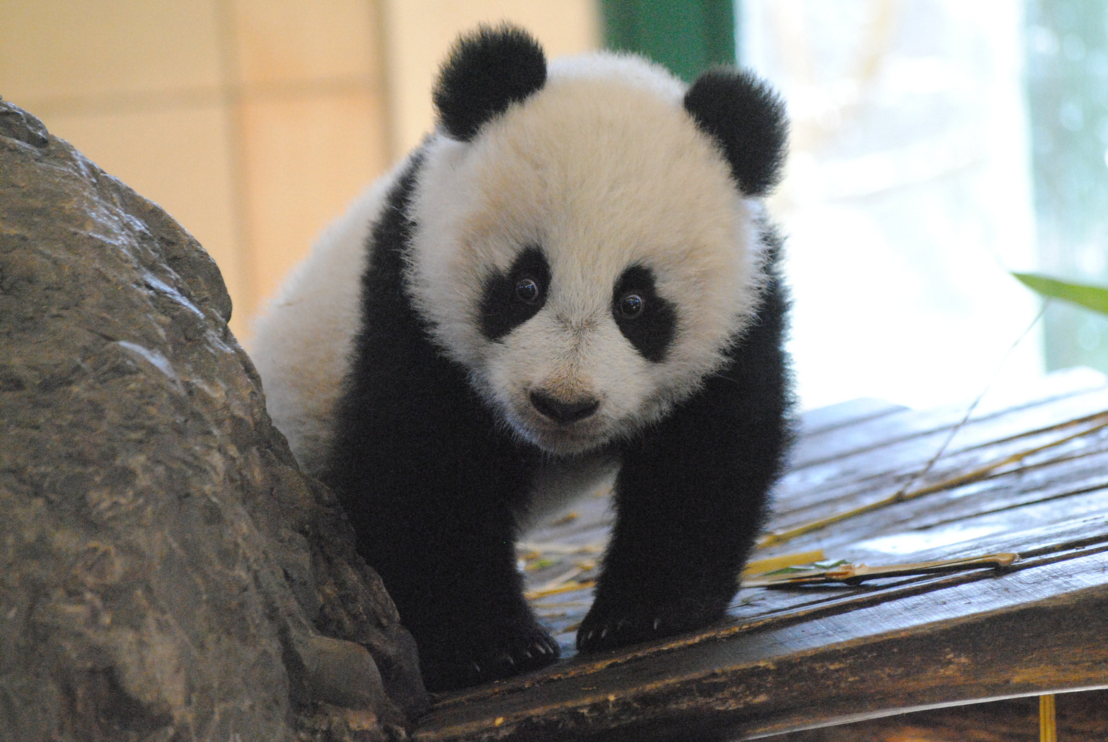 Fu Hu_1 Foto & Bild | tiere, zoo, wildpark & falknerei, säugetiere ...