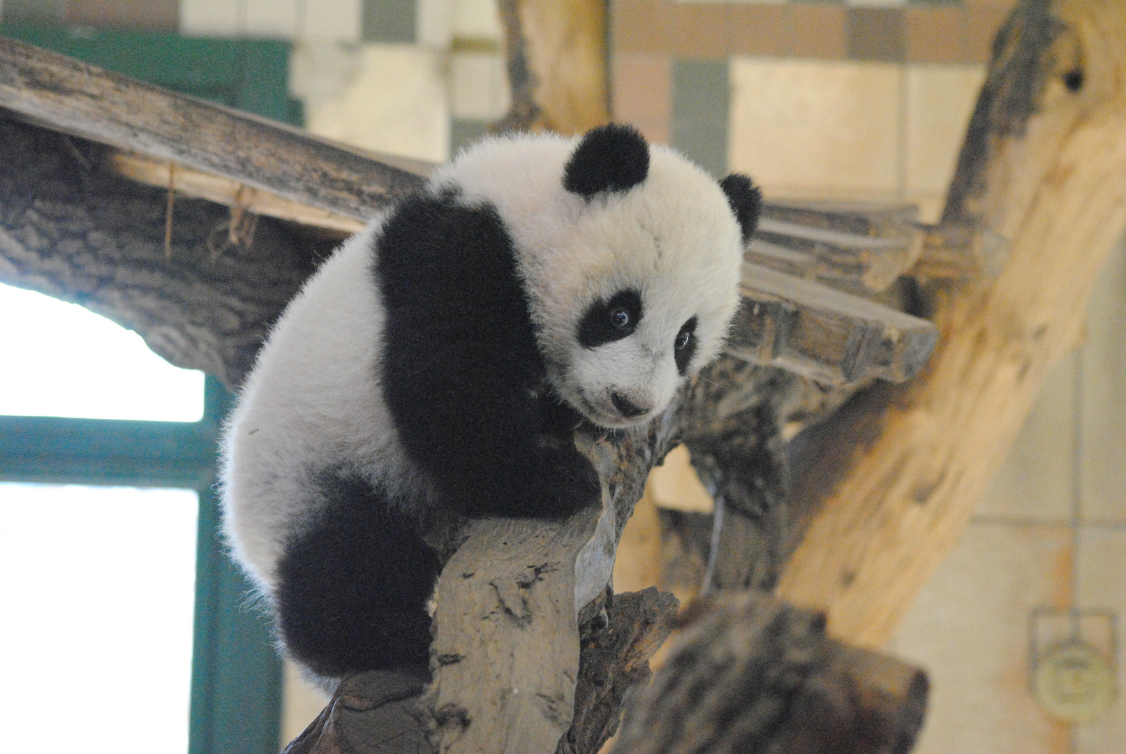 Fu Hu_2 Foto & Bild | tiere, zoo, wildpark & falknerei, säugetiere ...