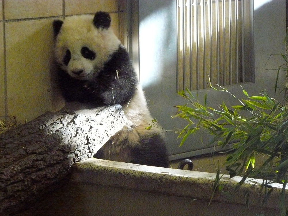 Fu Long auf Entdeckung_1 Foto & Bild | tiere, zoo, wildpark & falknerei ...