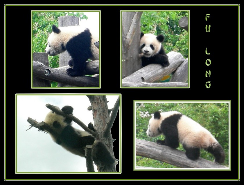 Fu Long - der kleine Pandabär Foto & Bild | tiere, tierkinder, dies und ...