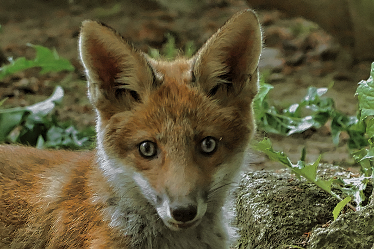 Fuch sein allein reicht nicht.Man muss sich auch auskennen im Wald Foto ...