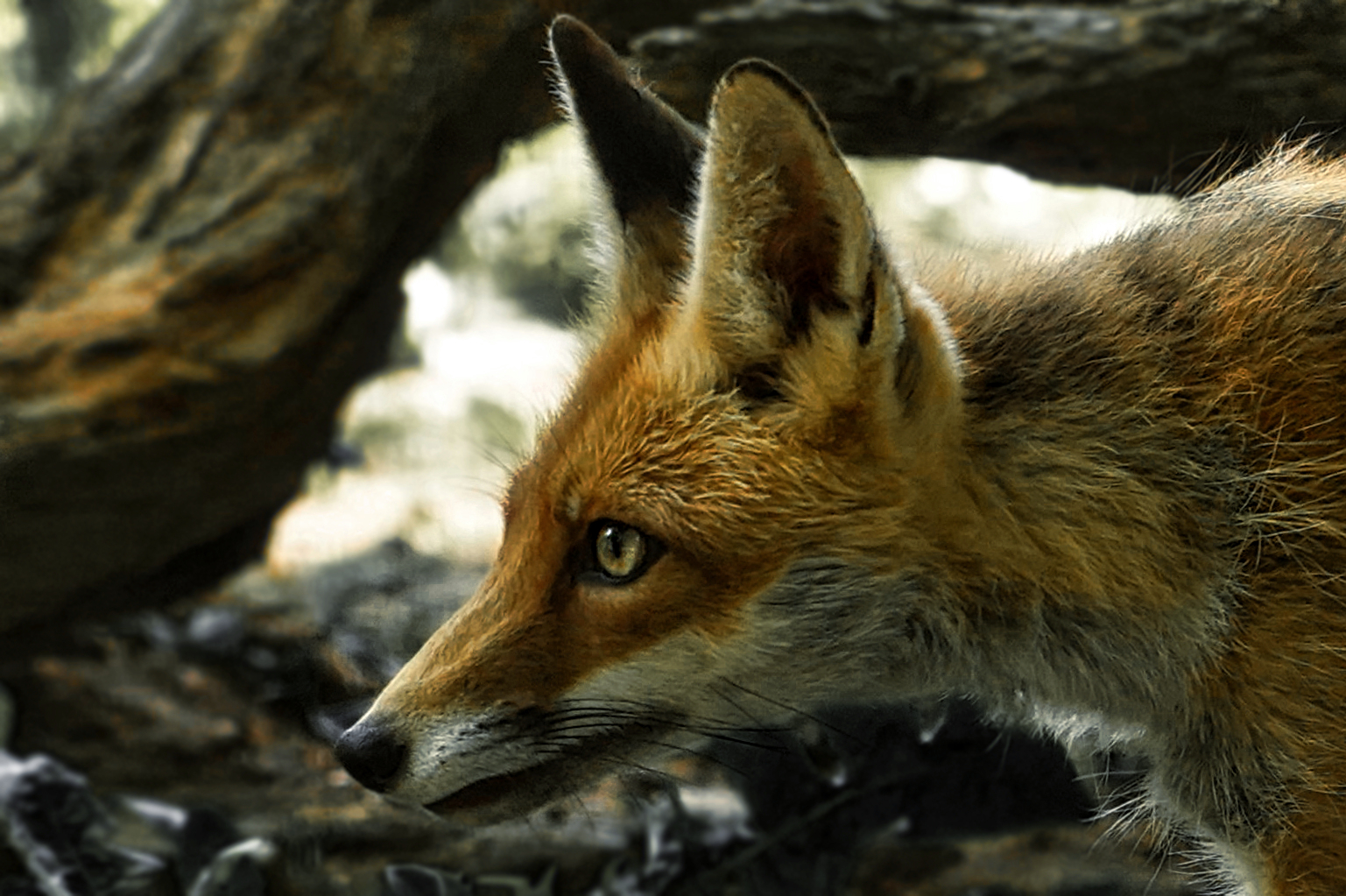 Fuch sein allein reicht nicht.Man muss sich auch auskennen im Wald Foto ...