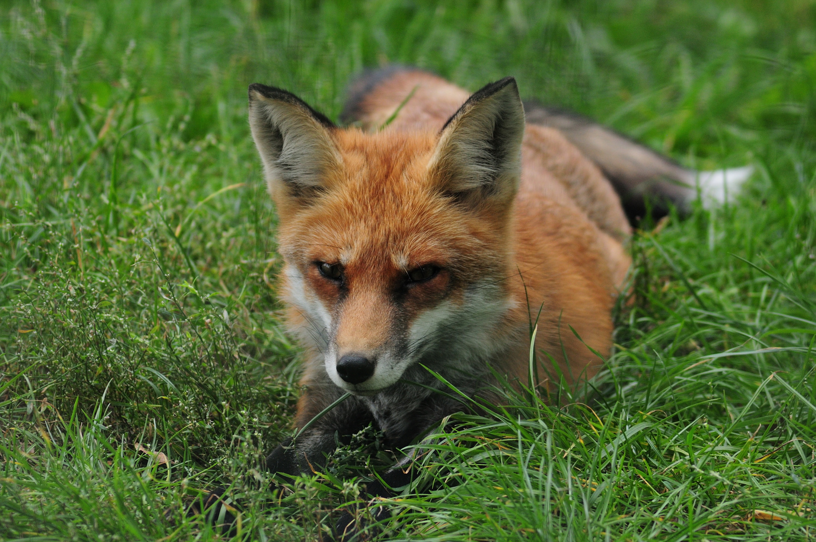 Fuchs 1 Foto & Bild | tiere, wildlife, säugetiere Bilder auf fotocommunity