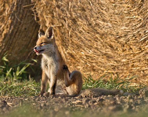 Raubtiere Bilder & Fotos