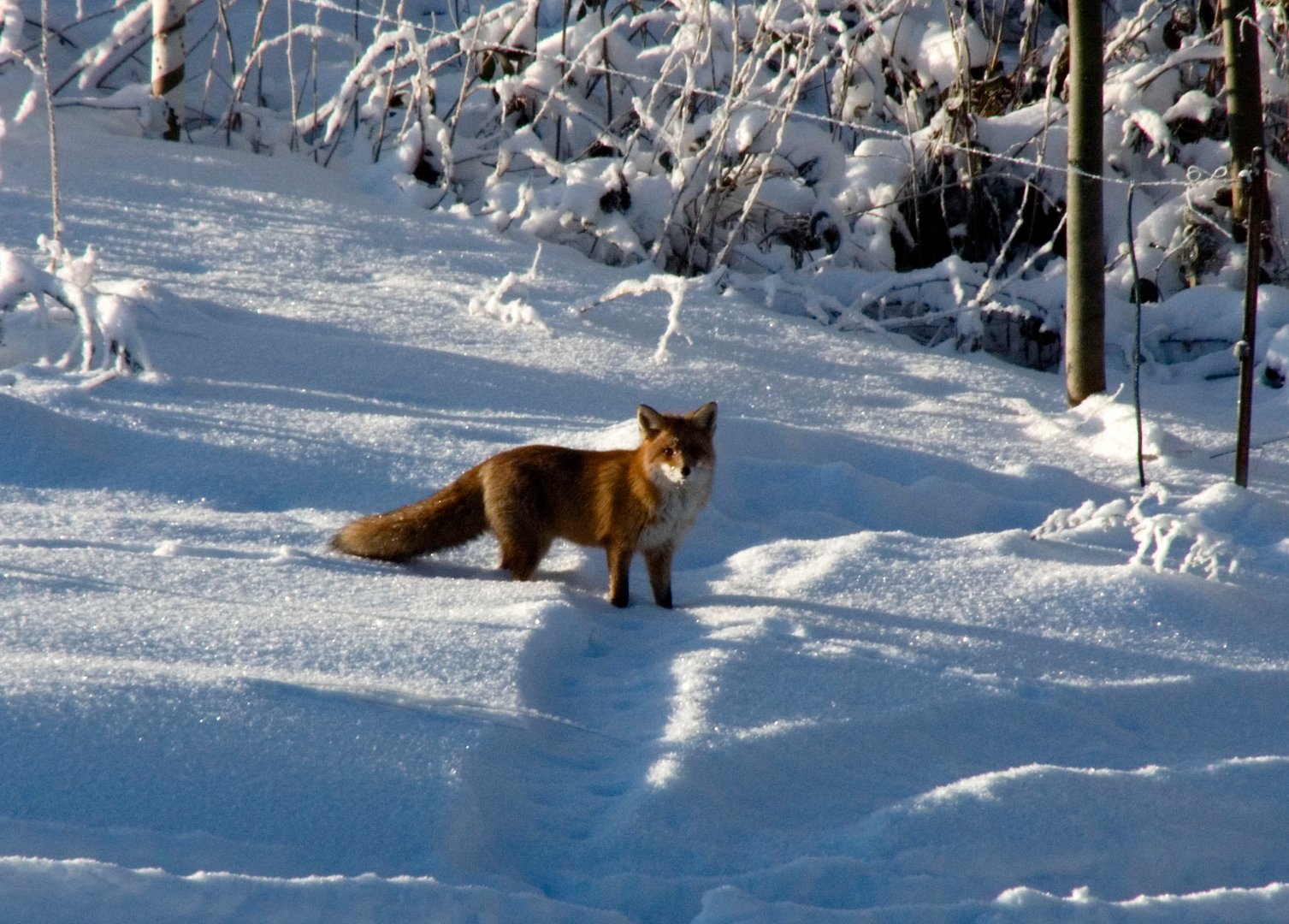 Fuchs Foto & Bild | winter, tiere, natur Bilder auf fotocommunity