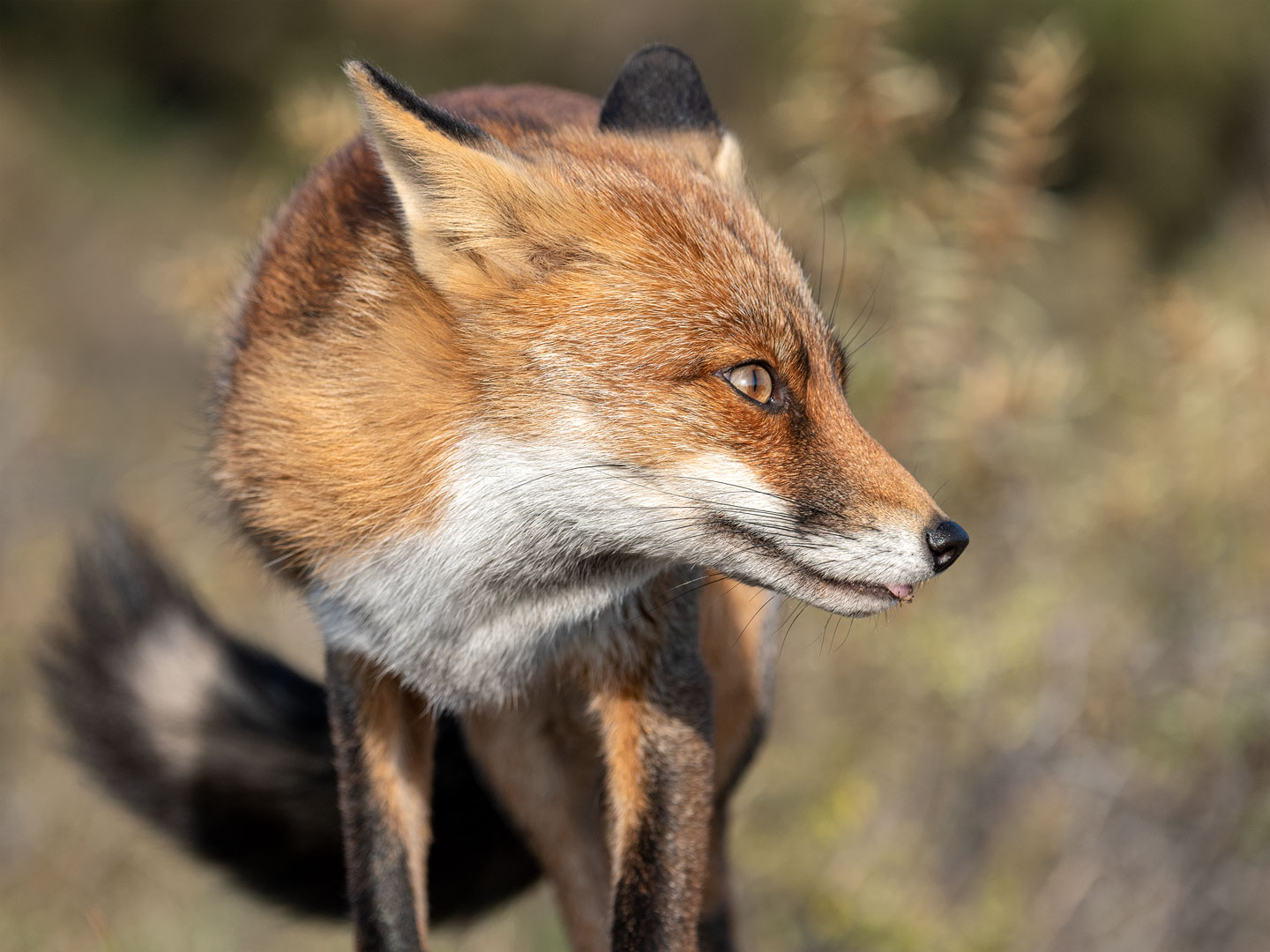 Fuchs Foto & Bild | workshop, küste, niederlande Bilder auf fotocommunity