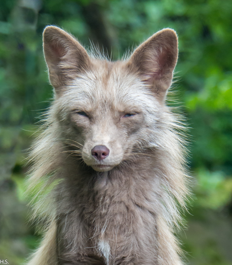 Fuchs Foto & Bild | deutschland, europe, bayern Bilder auf fotocommunity