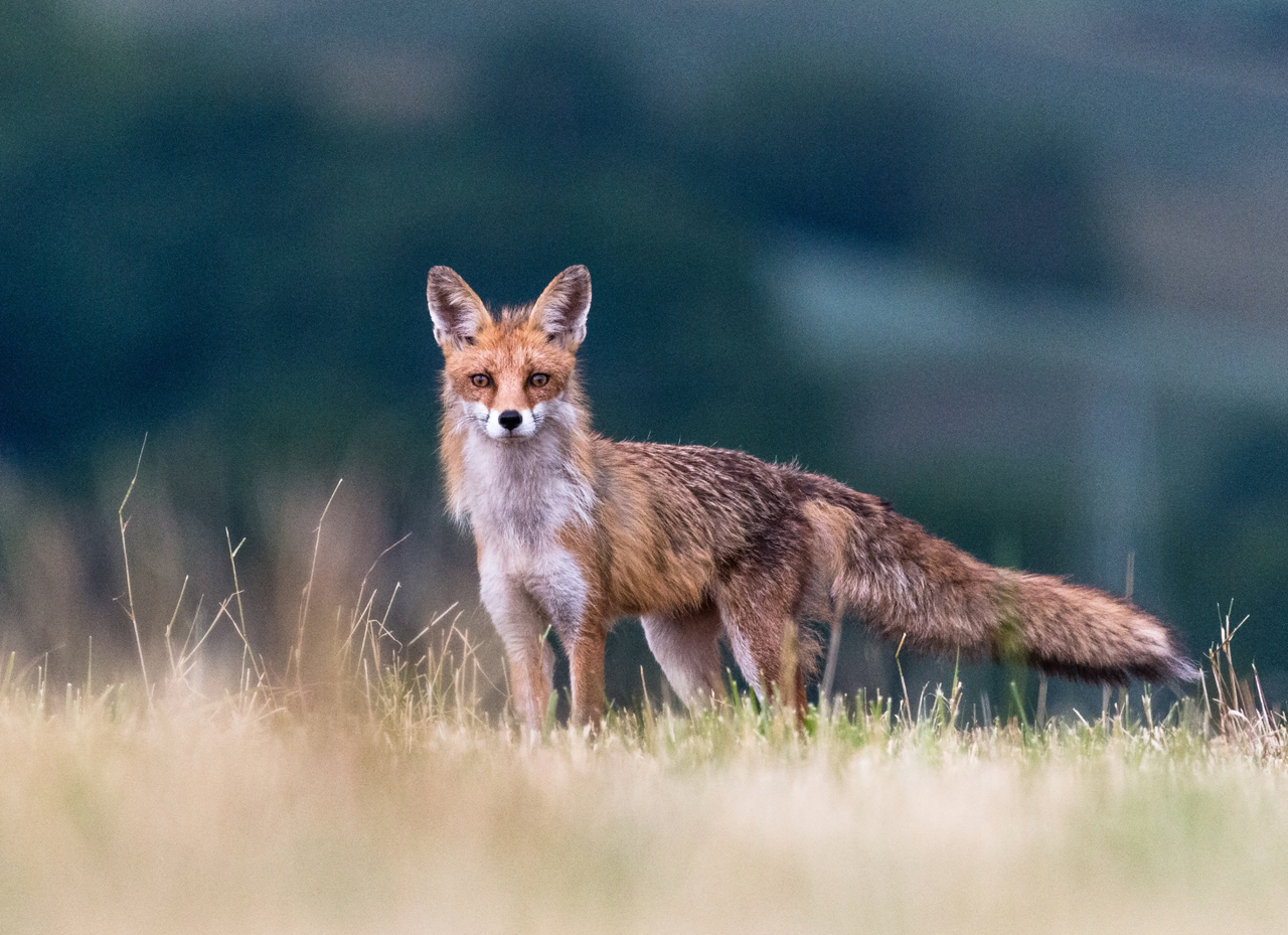 Fuchs Foto & Bild | tiere, wildlife, wildlife: sonstige tiere Bilder ...