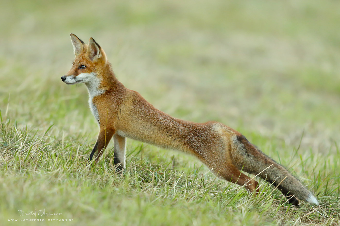 Fuchs Foto & Bild | tiere, wildlife, säugetiere Bilder auf fotocommunity