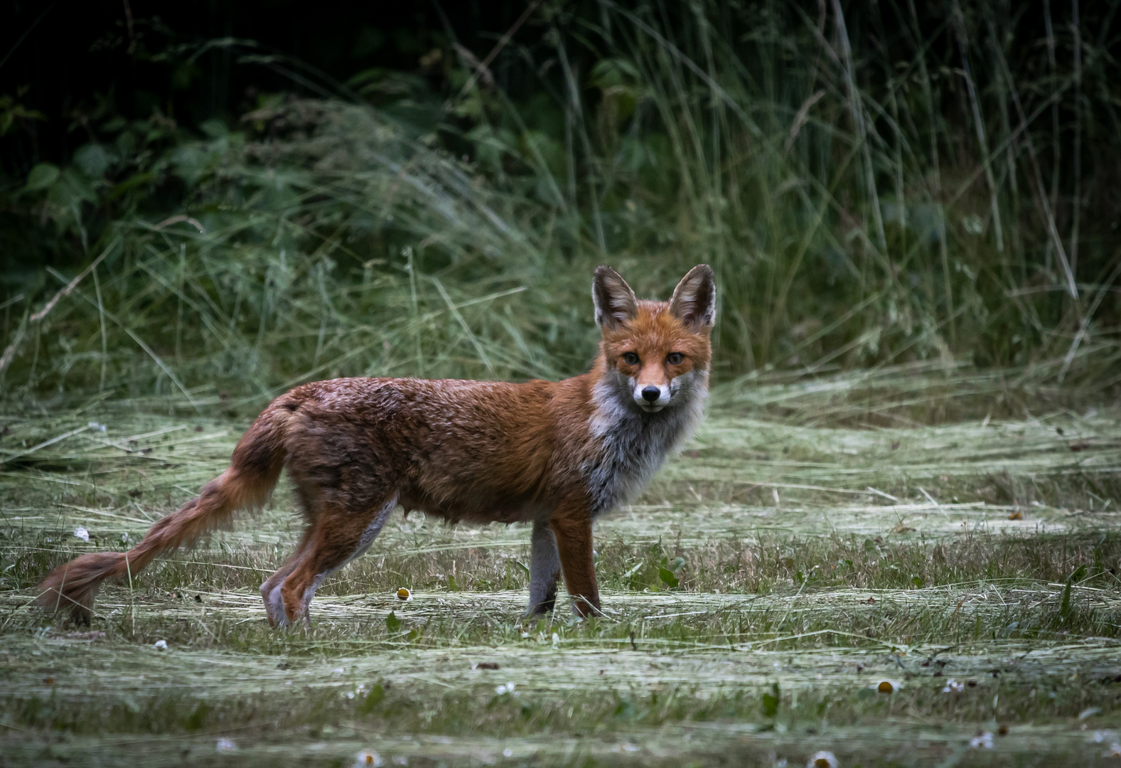 Fuchs Foto & Bild | tiere, wildlife, säugetiere Bilder auf fotocommunity