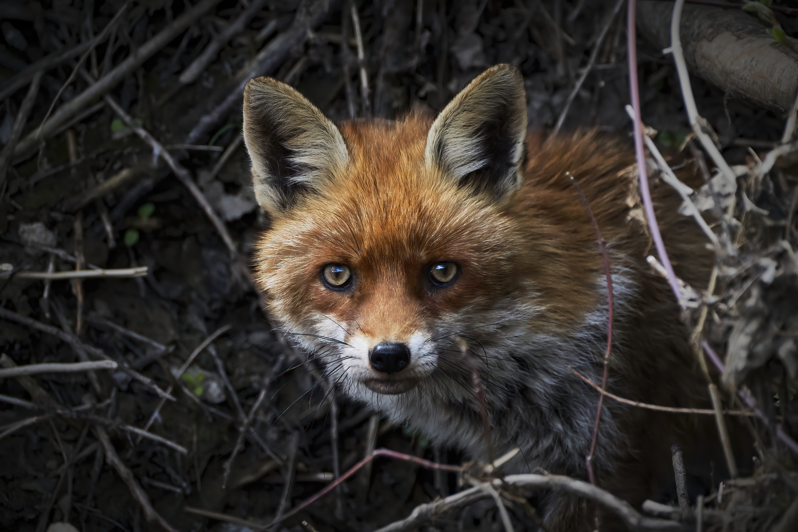 Fuchs Foto & Bild | monatswettbewerbe natur, foto des jahres 22 ...