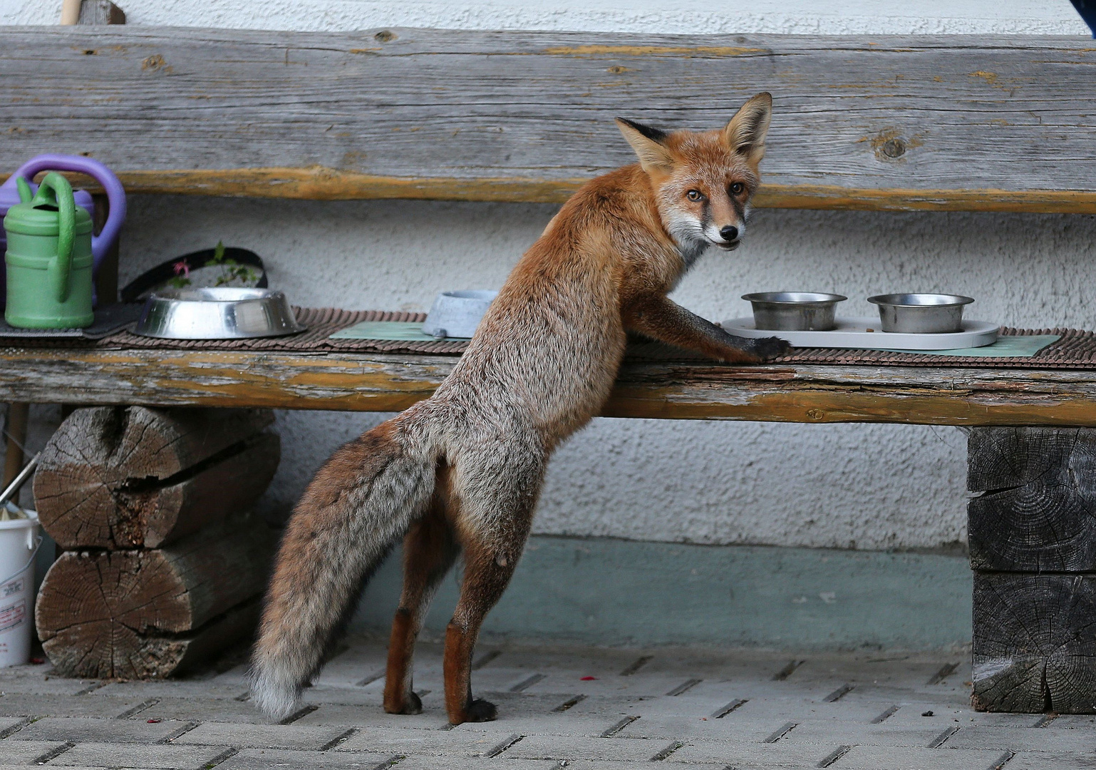 Fuchs Foto & Bild | tiere, wildlife, wildlife in der stadt Bilder auf ...