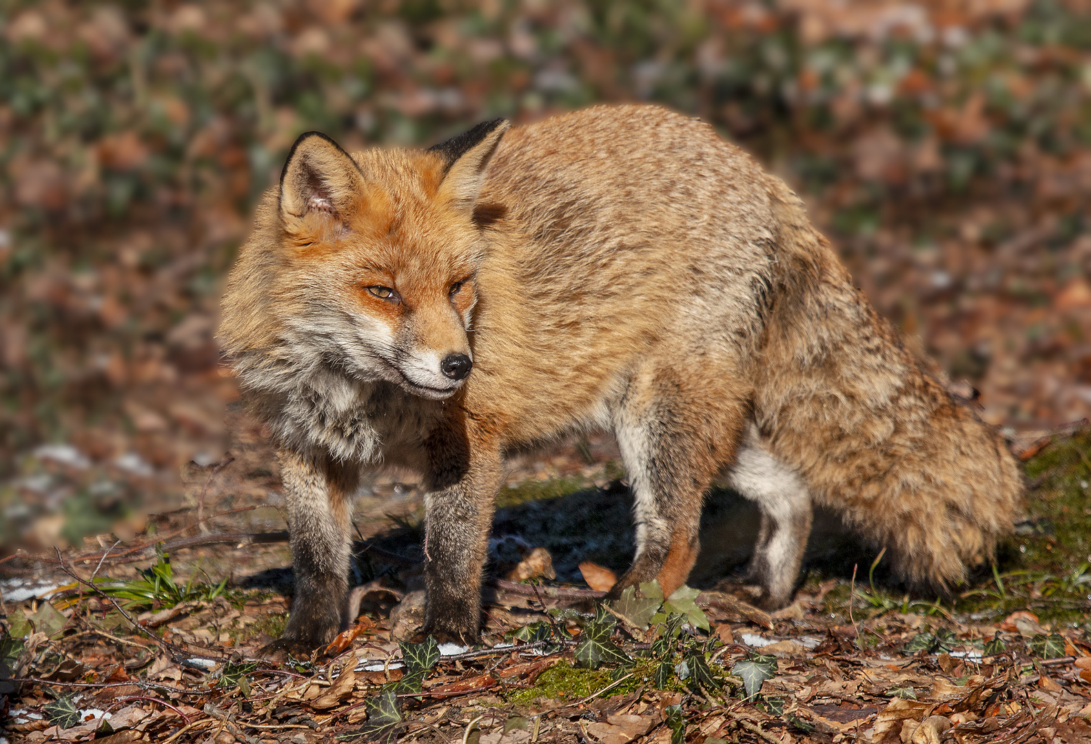 Fuchs Foto & Bild | tiere, wildlife, wildlife: sonstige tiere Bilder ...