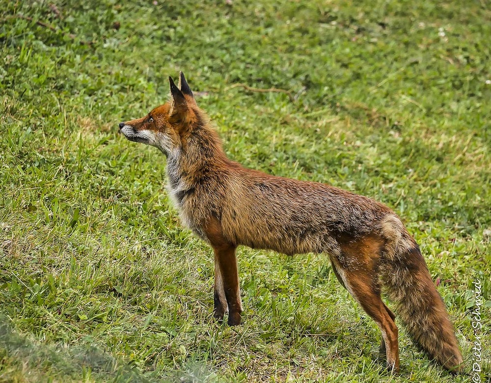 Fuchs Foto & Bild | natur Bilder auf fotocommunity