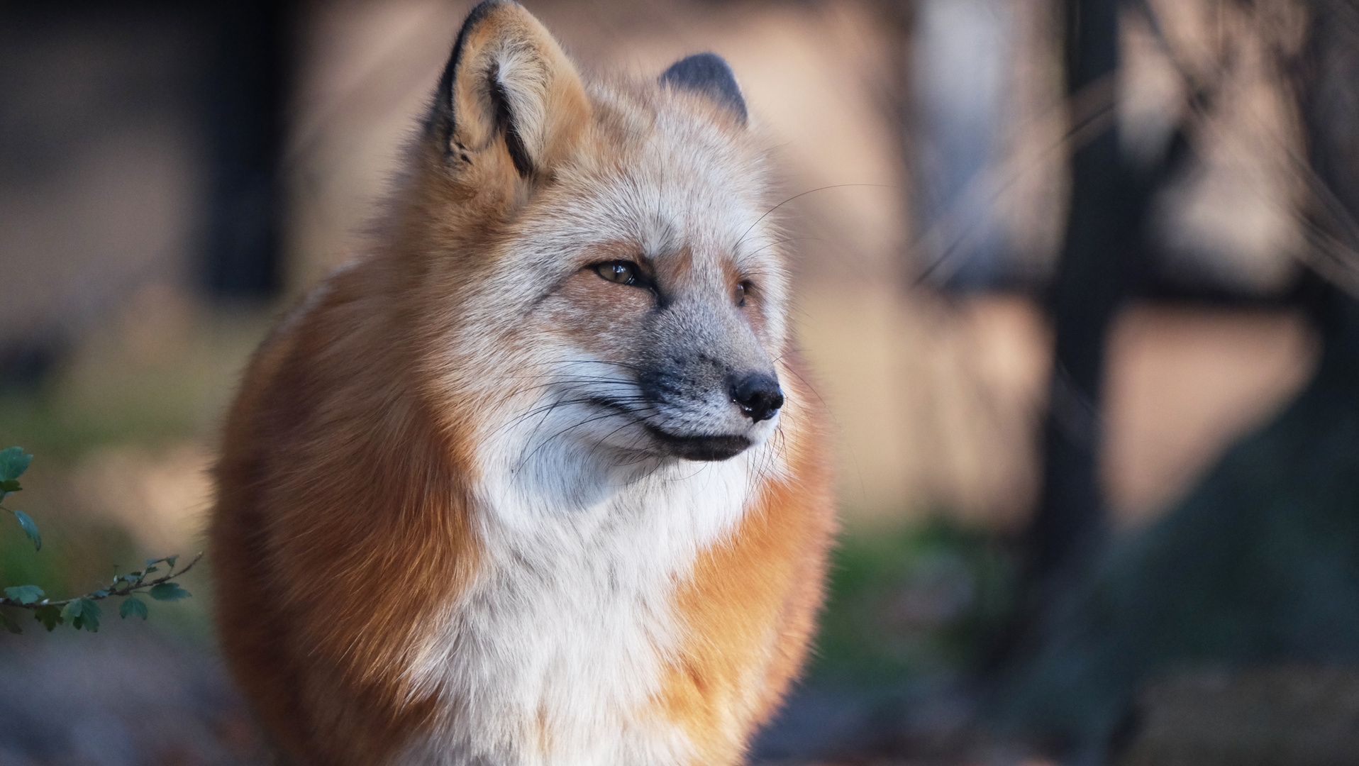 Fuchs Foto & Bild | tiere, wildlife, raubtiere Bilder auf fotocommunity