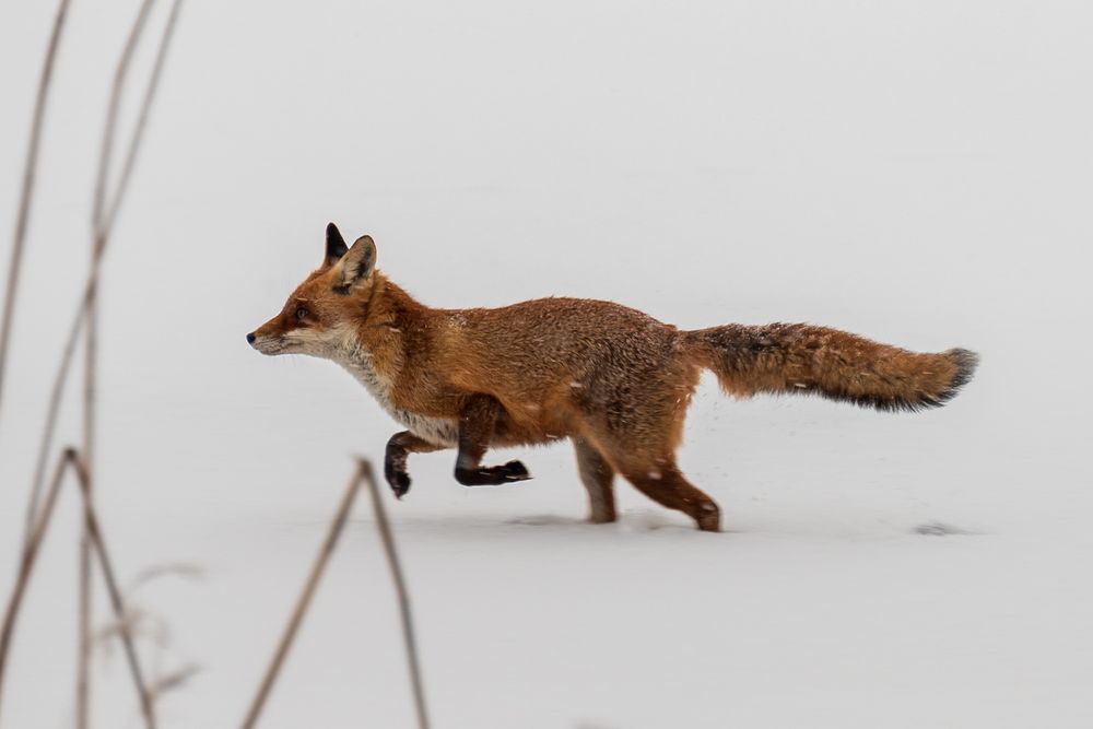 Fuchs Foto & Bild | deutschland, europe, brandenburg Bilder auf ...