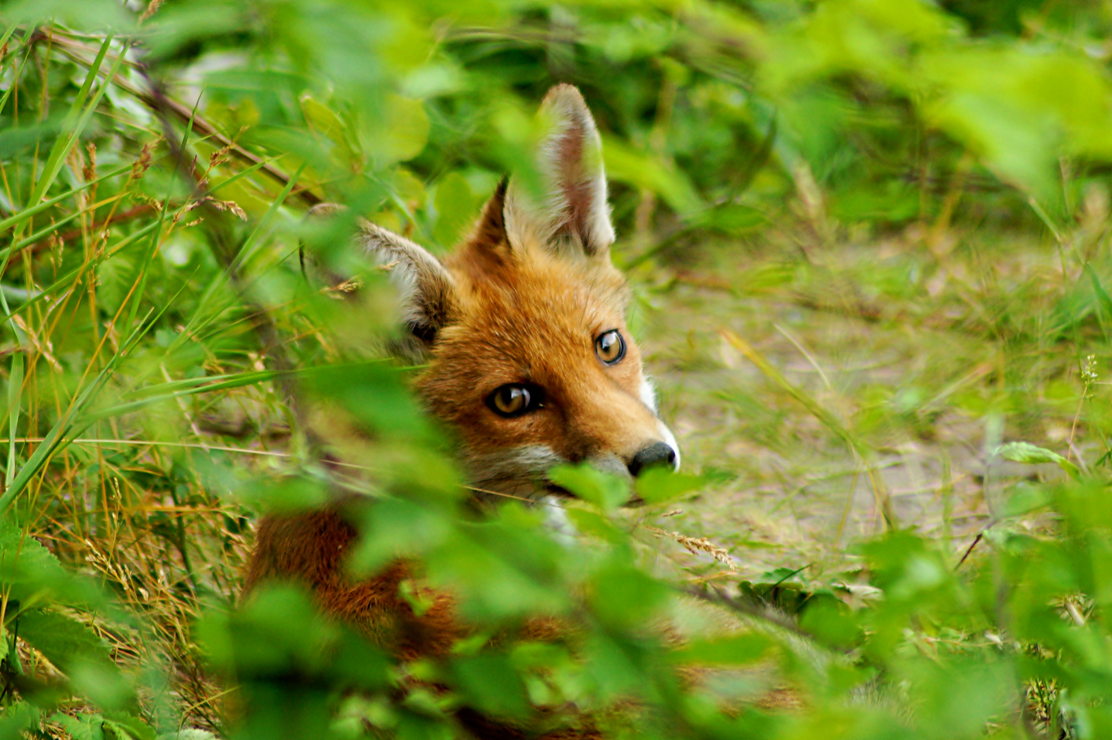 Fuchs Foto & Bild | tiere, wildlife, säugetiere Bilder auf fotocommunity