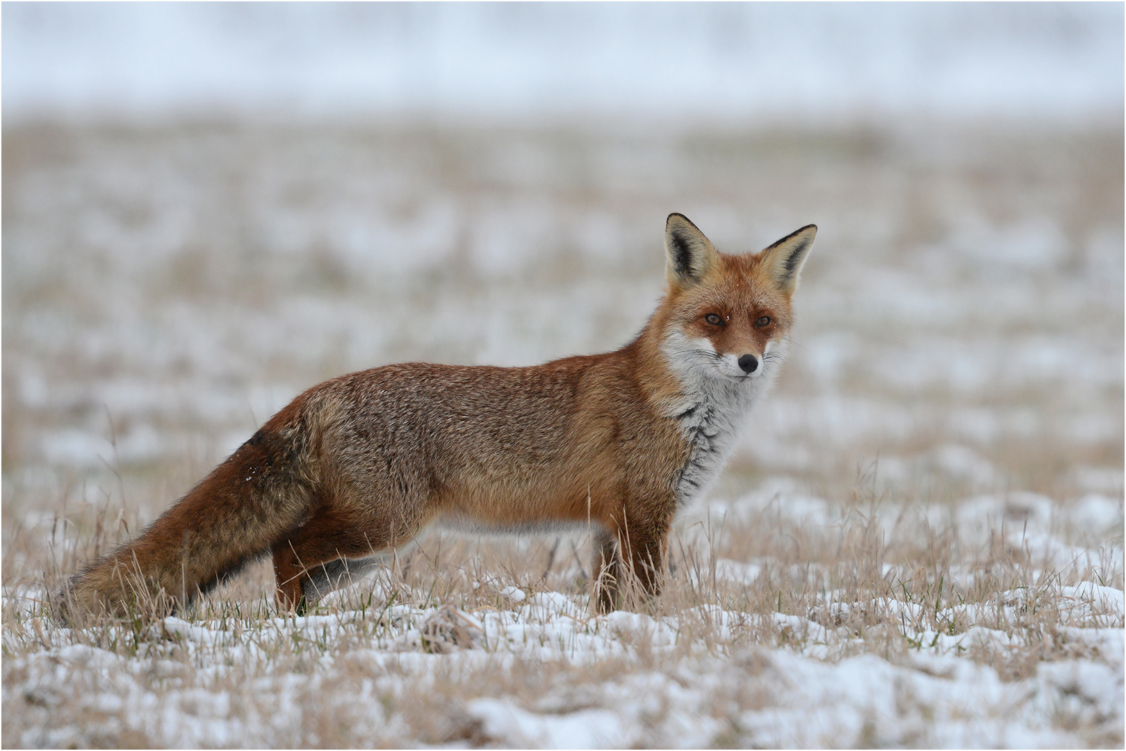 Fuchs Foto & Bild | natur, tiere, wildlife Bilder auf fotocommunity