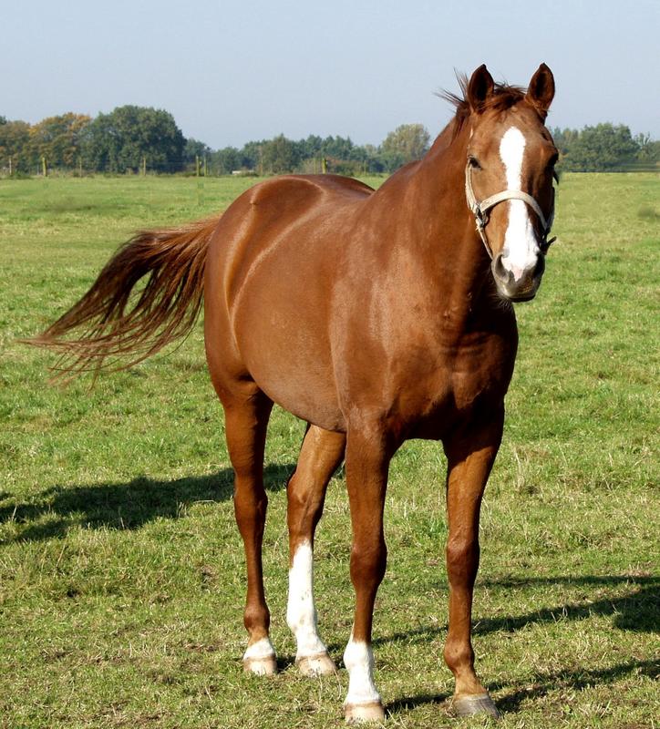 Fuchs Foto & Bild | tiere, haustiere, pferde, esel, maultiere Bilder ...