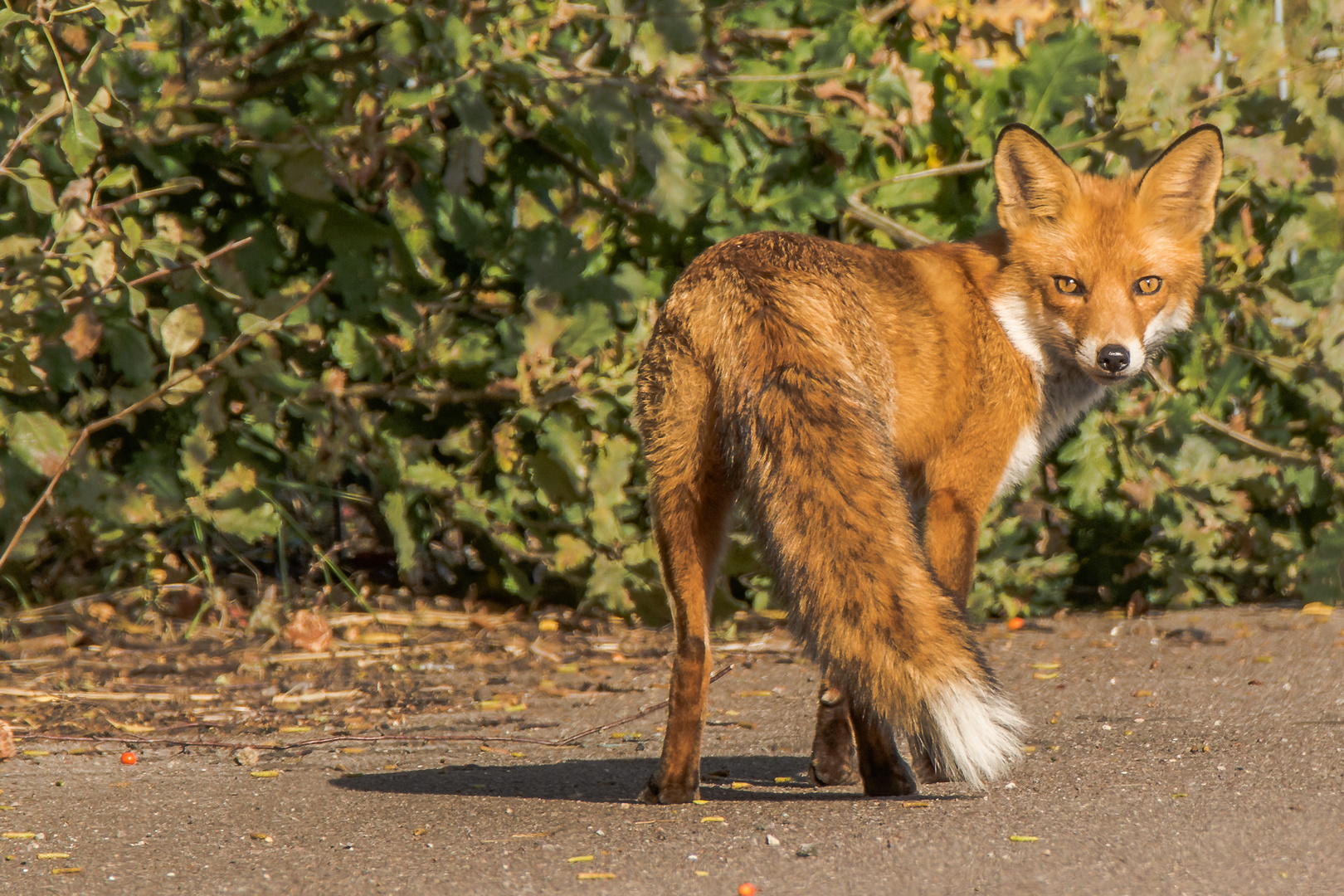 Fuchs Foto & Bild | tiere, wildlife, wild Bilder auf fotocommunity