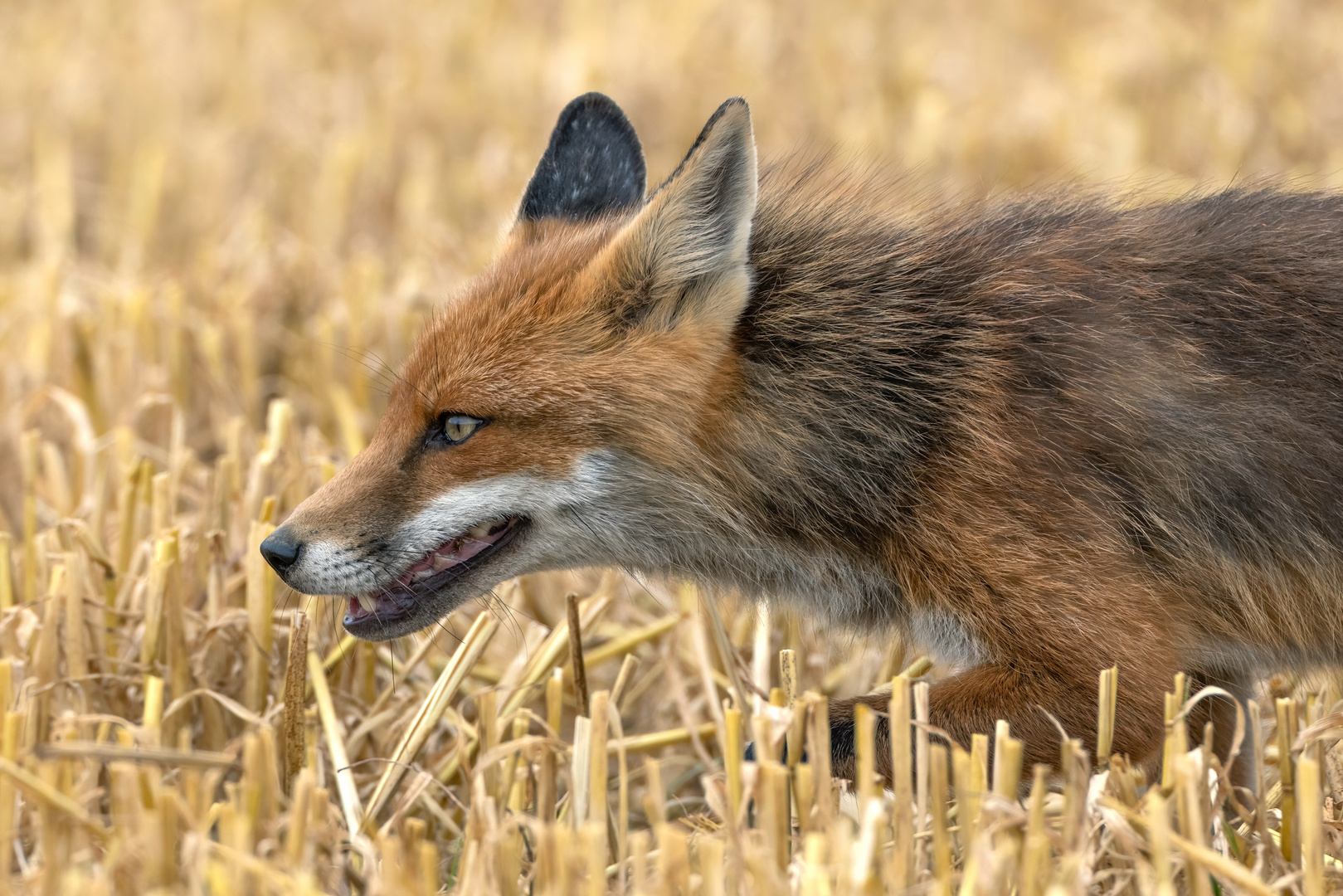 Fuchs... Foto & Bild | tiere, wildlife, säugetiere Bilder auf fotocommunity