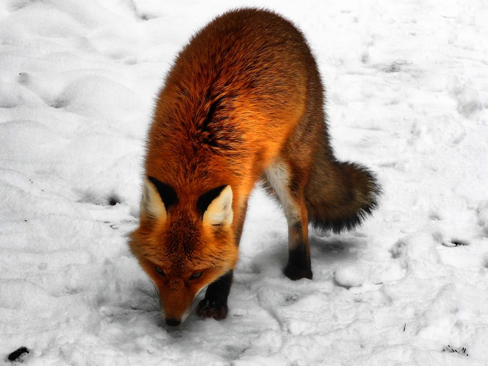 Fuchs Foto & Bild | snow, winter, schnee Bilder auf fotocommunity