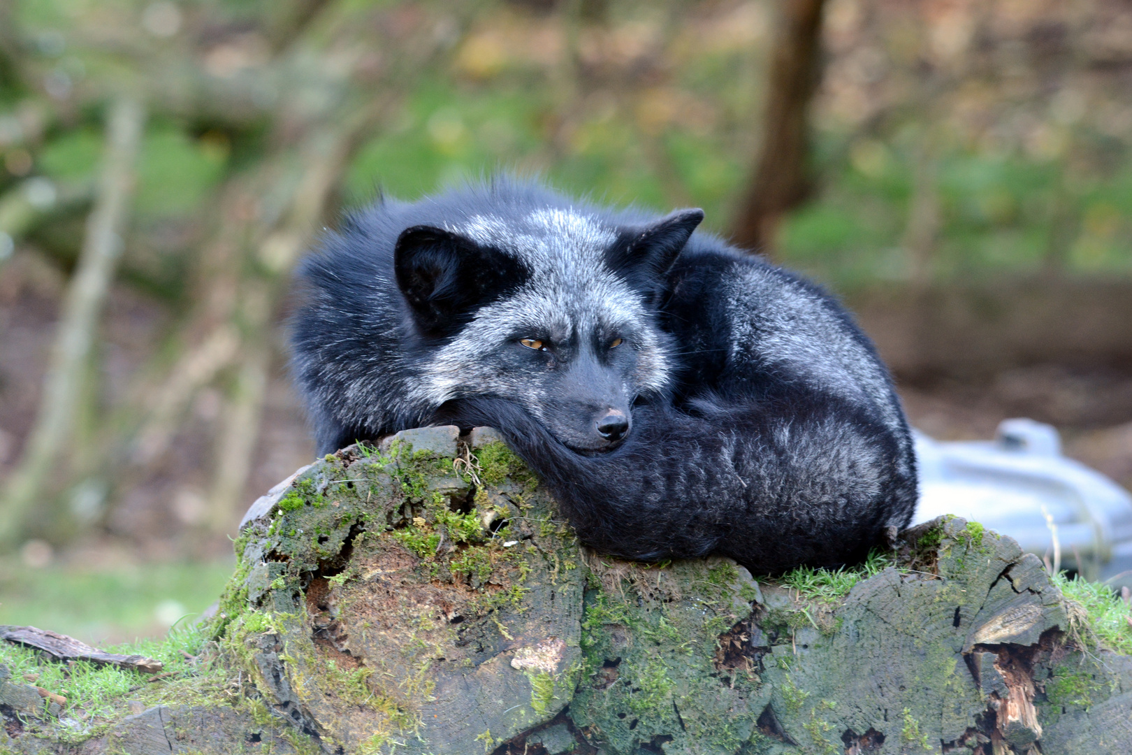 Fuchs Foto & Bild | naturwildpark, wildpark, freisen Bilder auf ...