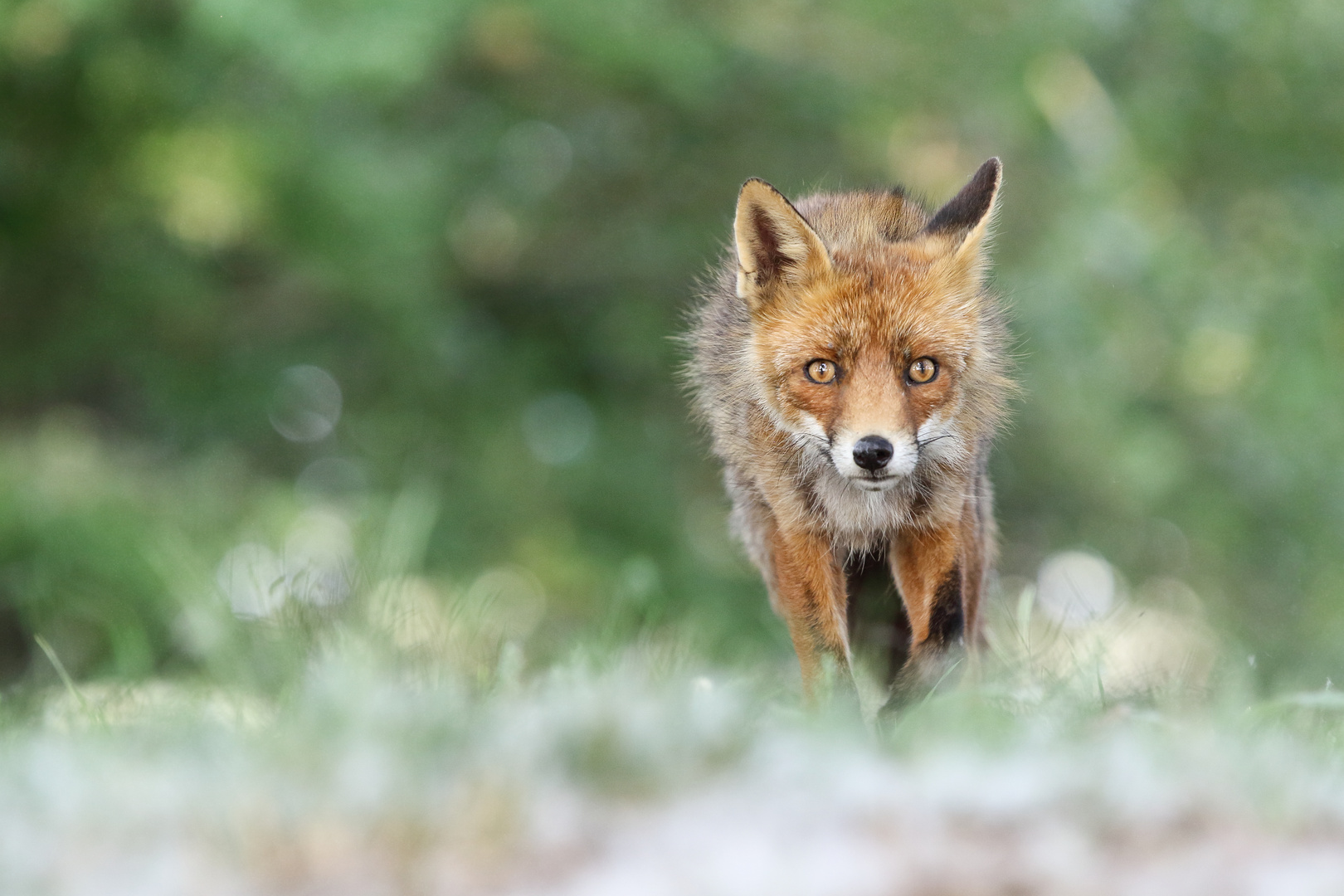 Fuchs Foto & Bild | tiere, wildlife, säugetiere Bilder auf fotocommunity