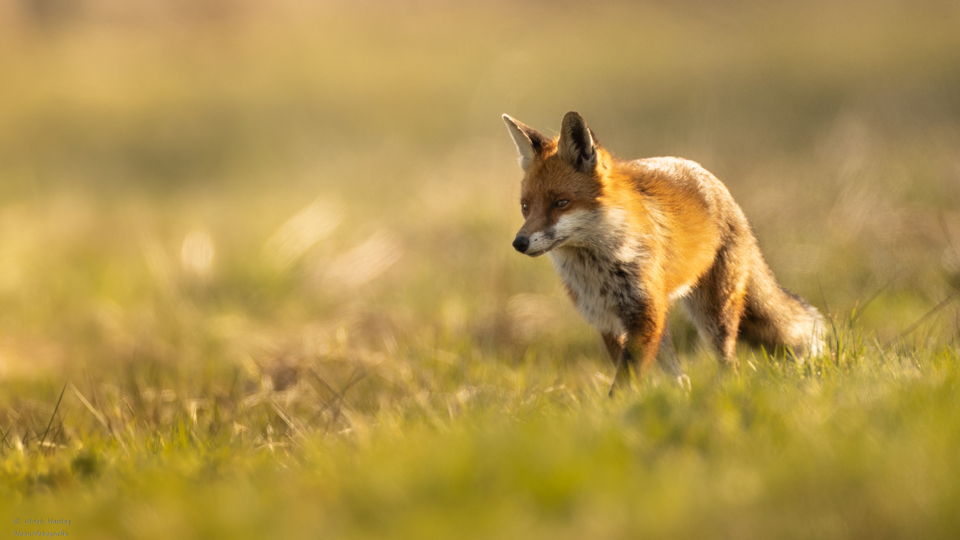 Fuchs 6-1 Foto & Bild | natur, tiere, wildlife Bilder auf fotocommunity