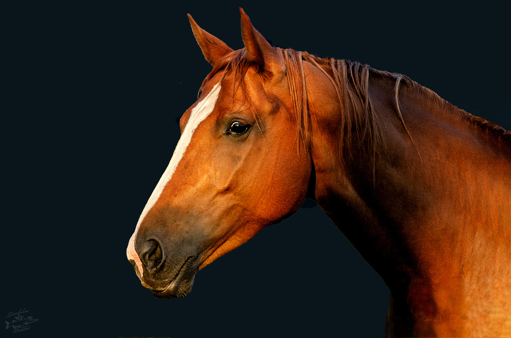 Fuchs Foto & Bild | natur, pferde, tiere Bilder auf fotocommunity