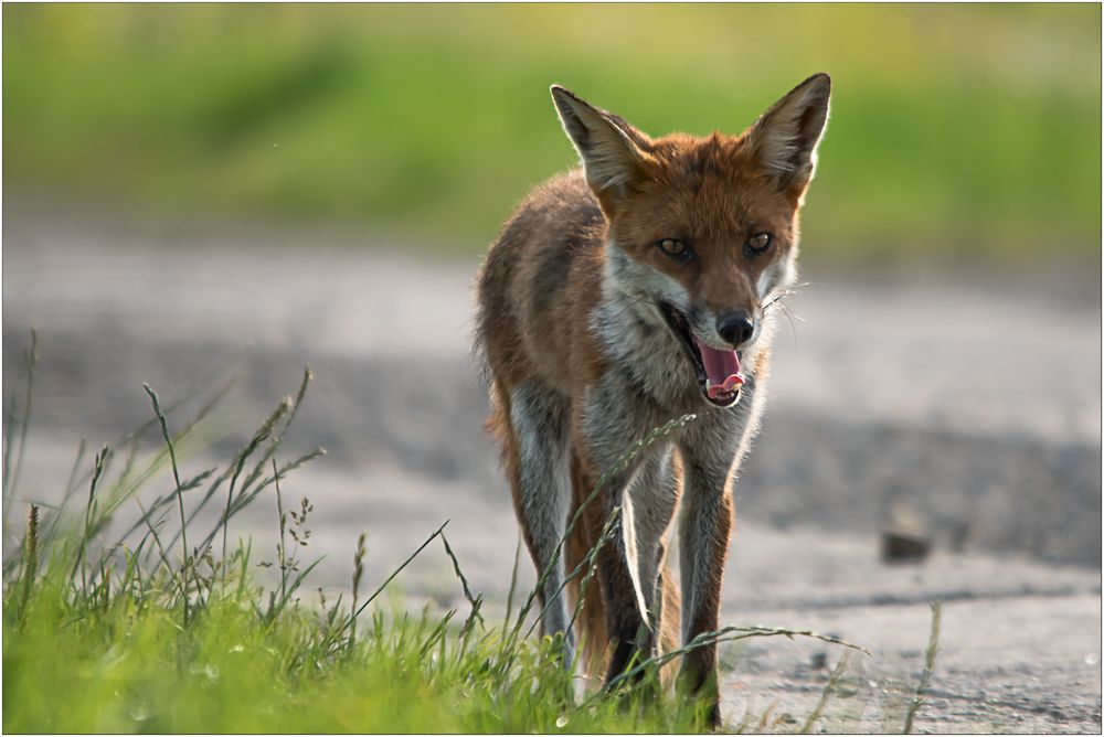 Fuchs Foto & Bild | tiere, wildlife, säugetiere Bilder auf fotocommunity