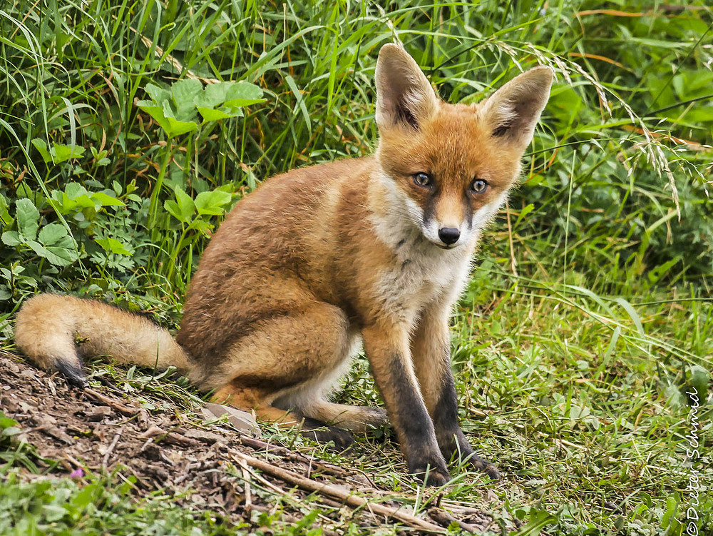 Fuchs Foto & Bild | natur Bilder auf fotocommunity