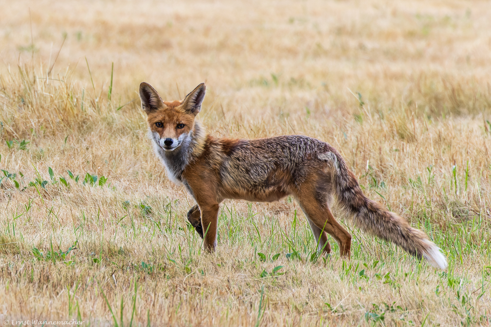 Fuchs Foto & Bild | tiere, wildlife, säugetiere Bilder auf fotocommunity