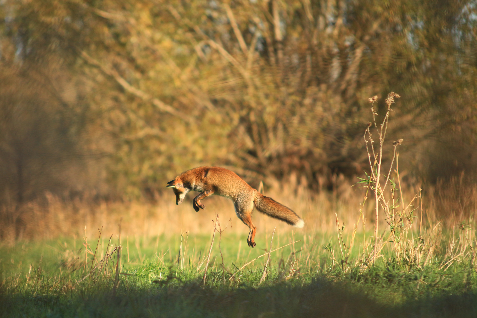 Fuchs Foto & Bild | natur, landschaft, tiere Bilder auf fotocommunity