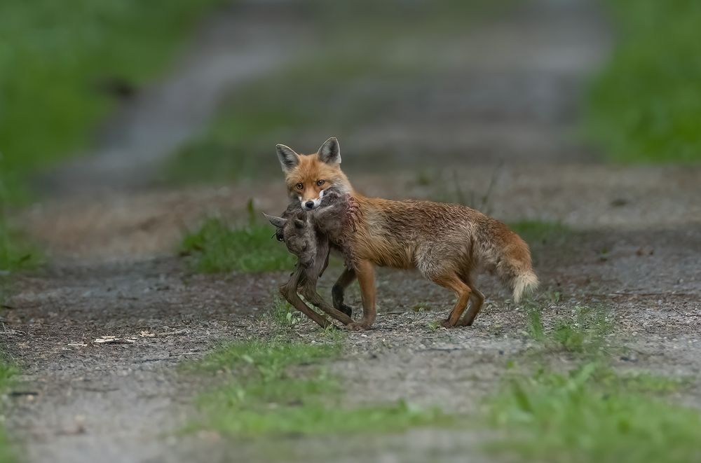 Fuchs... Foto & Bild | natur, tiere, wildlife Bilder auf fotocommunity