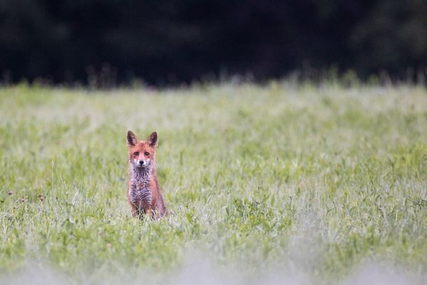 Säugetiere Bilder & Fotos