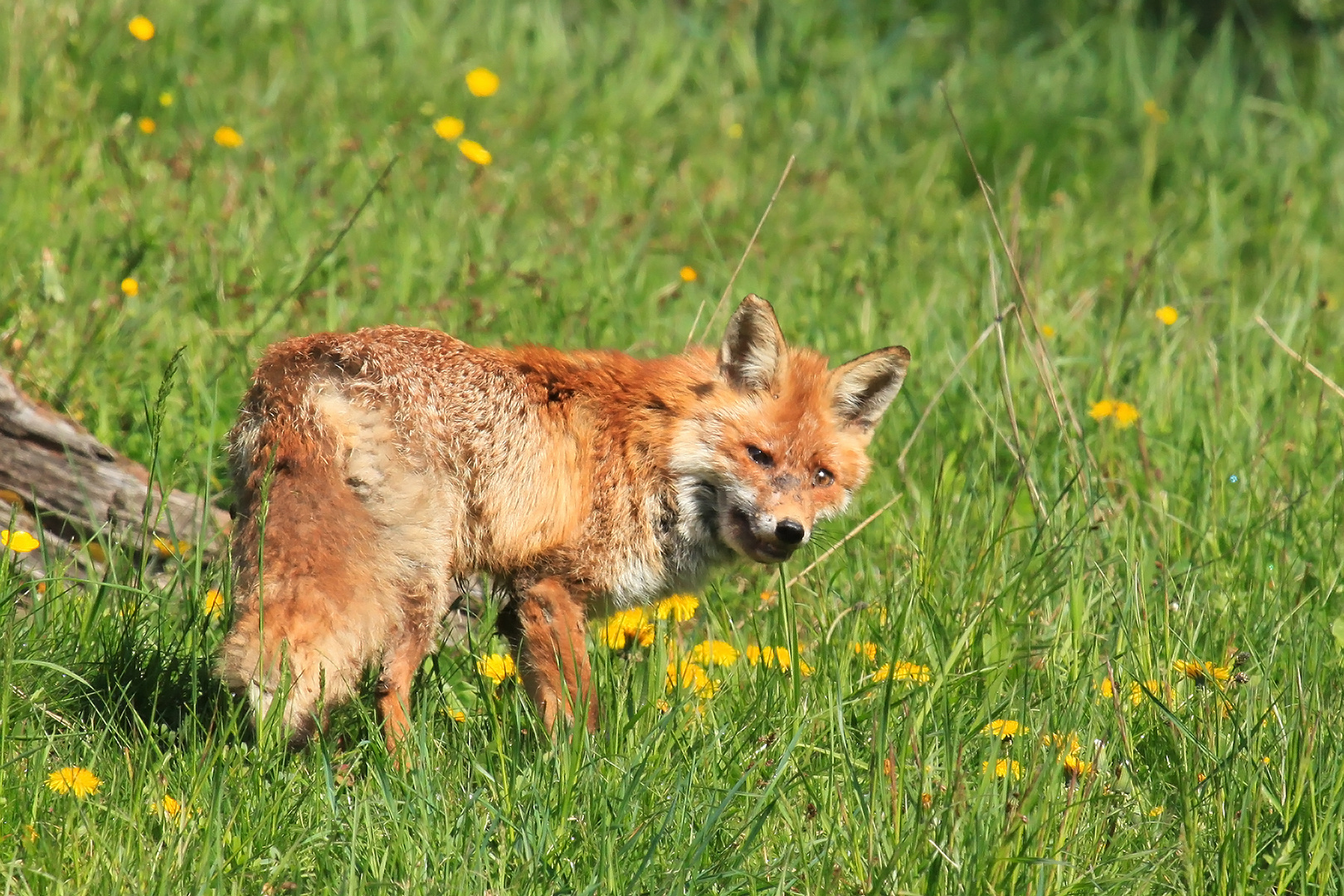 Fuchs Foto & Bild | tiere, wildlife, säugetiere Bilder auf fotocommunity