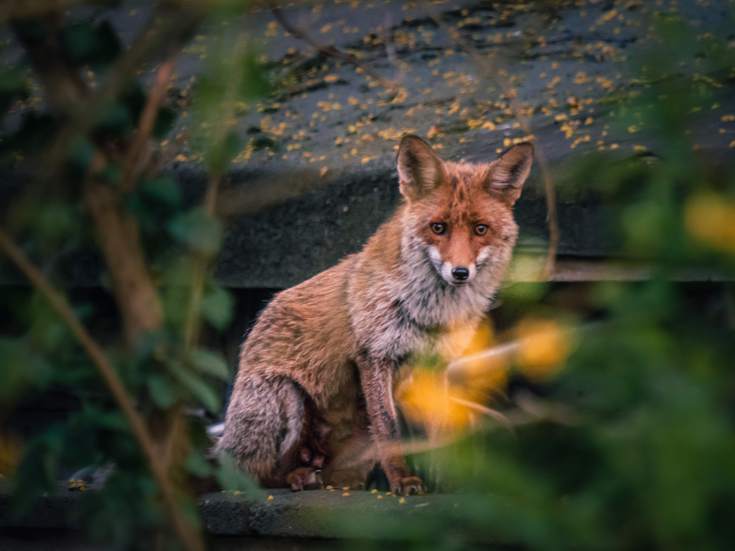 Fuchs Foto & Bild | natur, tiere, wildlife Bilder auf fotocommunity