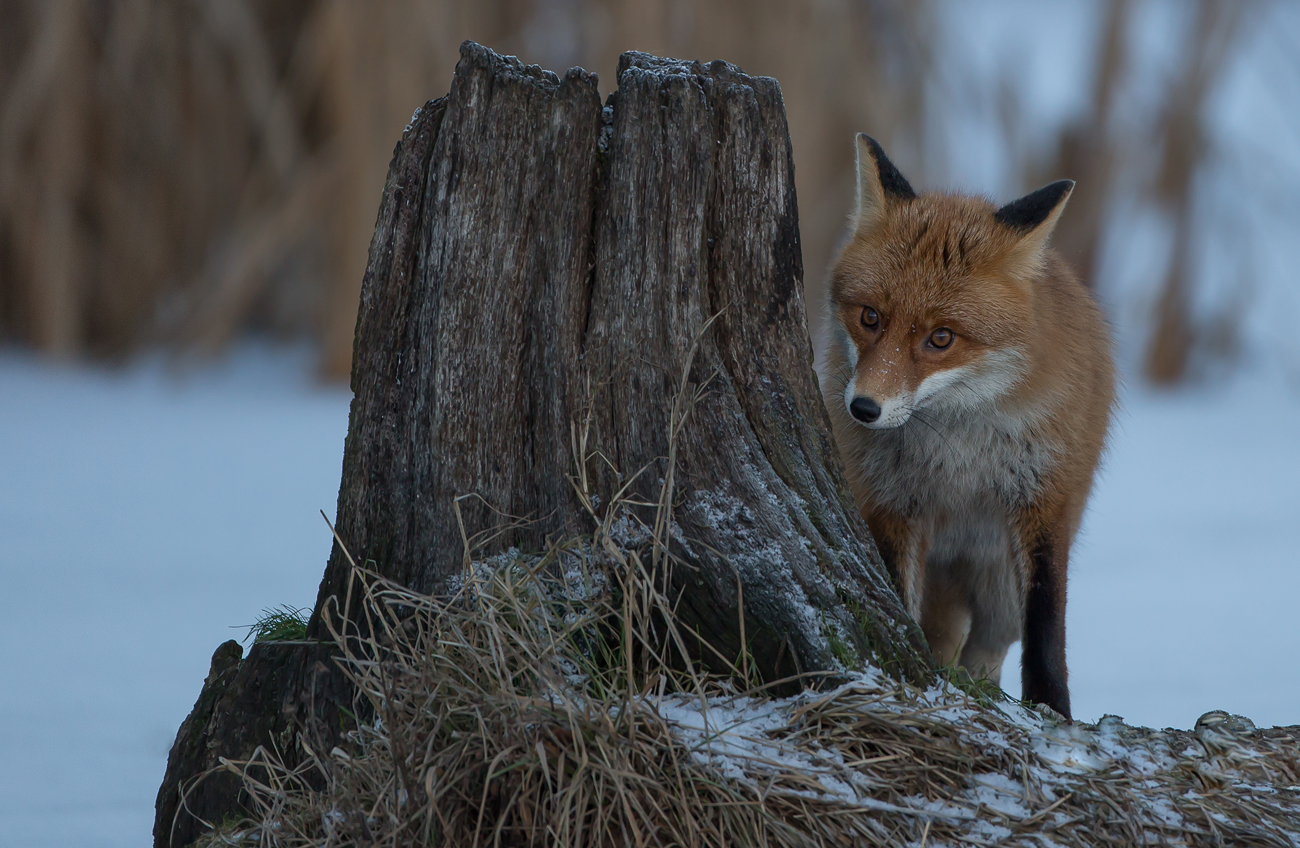 Fuchs Foto & Bild | hunde, natur, tiere Bilder auf fotocommunity