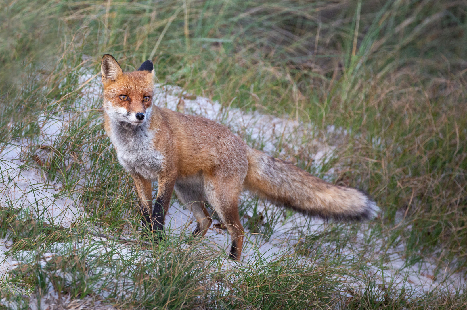 Fuchs am Strand Foto & Bild | tiere, wildlife, säugetiere Bilder auf ...