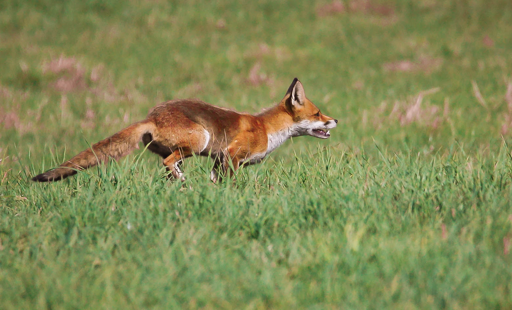 Fuchs auf der Flucht Foto & Bild | natur, tiere, wildlife Bilder auf ...