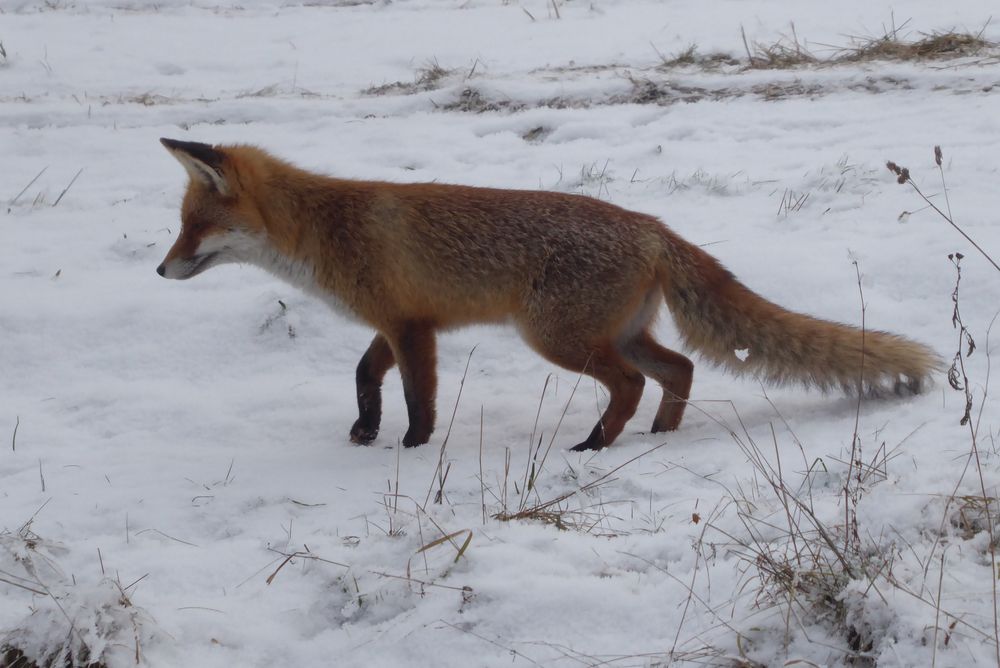 Fuchs auf der Jagd Foto & Bild | tiere, wildlife, säugetiere Bilder auf ...