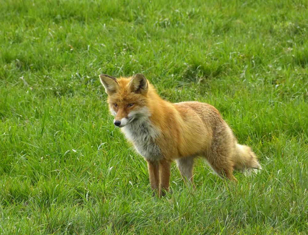 Fuchs auf einer Lichtung Foto & Bild | tiere, wildlife, säugetiere ...