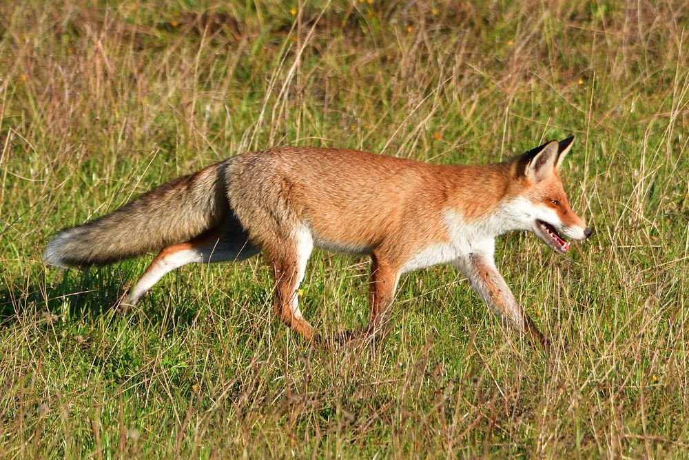 Fuchs auf Nahrungssuche Foto & Bild | tiere, wildlife, säugetiere ...