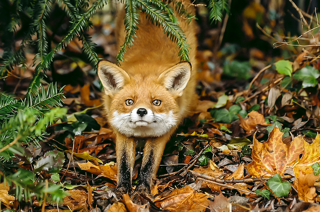 Fuchs Foto & Bild | tiere, wildlife, säugetiere Bilder auf fotocommunity