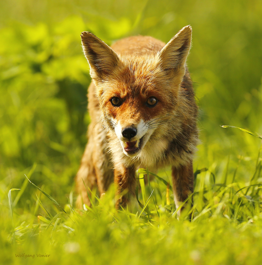 Fuchs Foto & Bild | tiere, wildlife, säugetiere Bilder auf fotocommunity